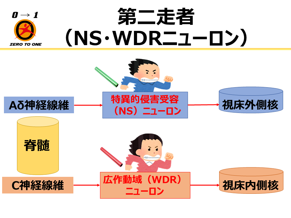 【DNICとは何？】疼痛に対するアプローチとそのメカニズムを解説 | きんたろーブログ